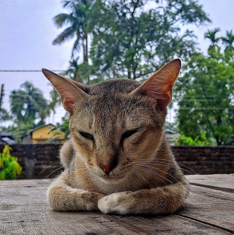 Cat Cute Cat Cool Chill Cat Pose Stock Photo - Image of chill, cate ...