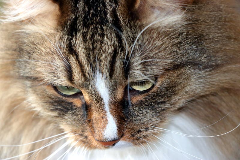 Cat 002 Stock Photos - Free & Royalty-Free Stock Photos from Dreamstime