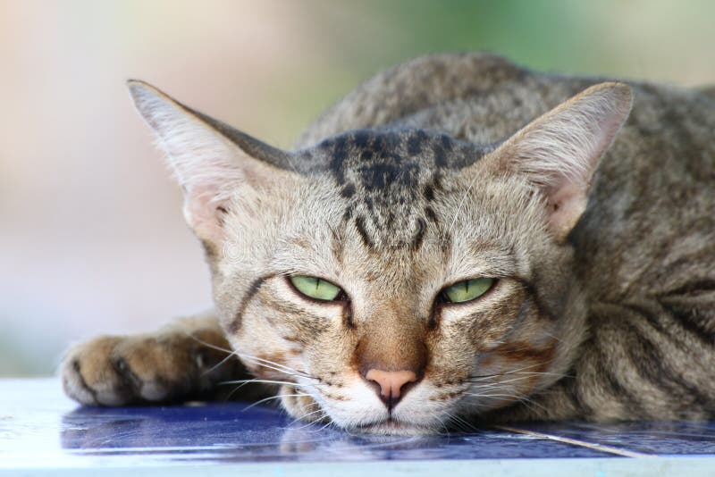 Cat Cute, Cat Face Sleeping Portrait Beautiful Close Up Stock Image ...