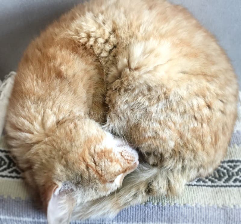 Ginger Sleepy Cat, Slumbering Cat, Cat Face Stock Photo - Image of ...