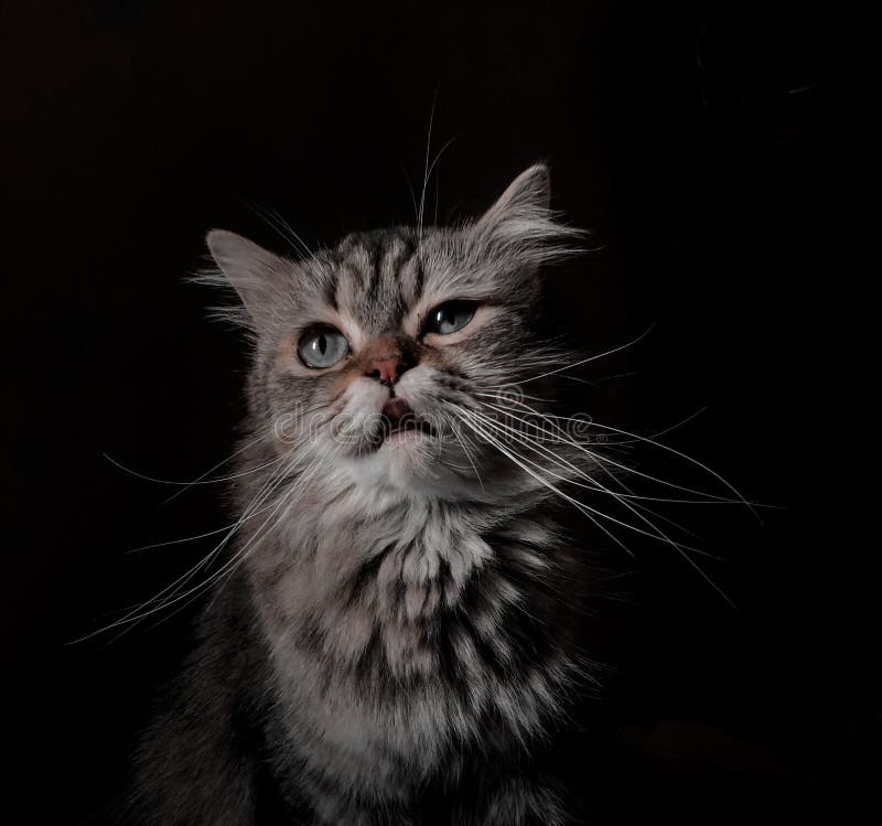 Cat stock image. Image of cutecat, animal, greycat, grey - 251937957