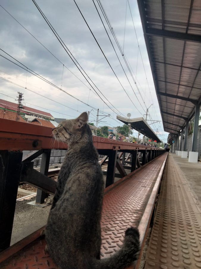 Cat is Cute, I Fine Him at Train of Station Stock Photo - Image of ...