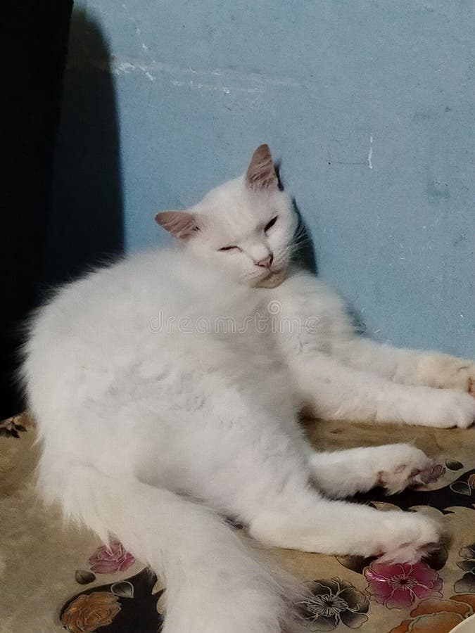 Cat cute Lazy stock photo. Image of lazy, cute, catcute - 236540766