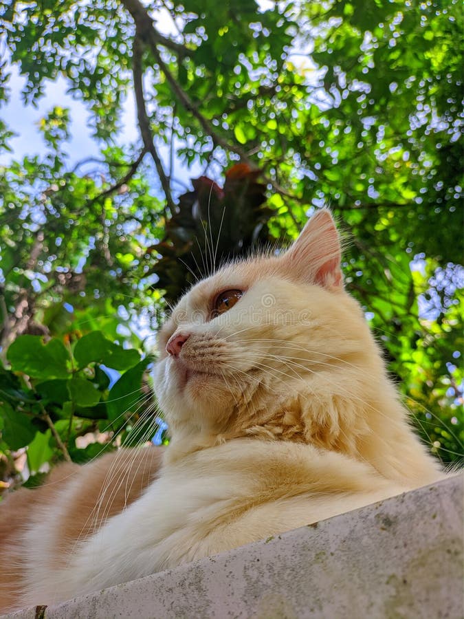 Cat cute like life dream stock image. Image of like - 264142955