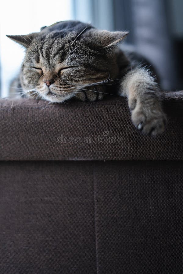 Cat Cute Little Cat Sleeping on Sofa at My Home Cat Perfect Dream Stock ...