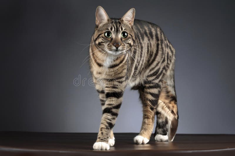 Cat. Cute Cat Looking at Camera. Close Up Cat. Cute Cat Sitting on the ...