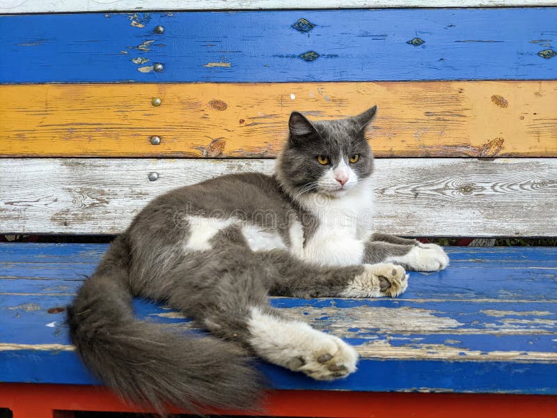 The Cat is Cute and Lovely Creature Stock Image - Image of black ...