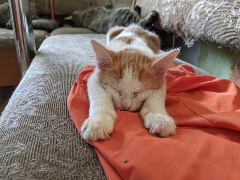 The Cat is Cute and Lovely Creature Stock Image - Image of creature ...