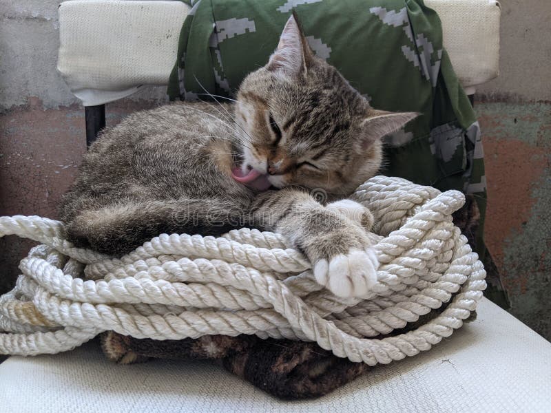 The Cat is Cute and Lovely Creature Stock Photo - Image of lovely ...