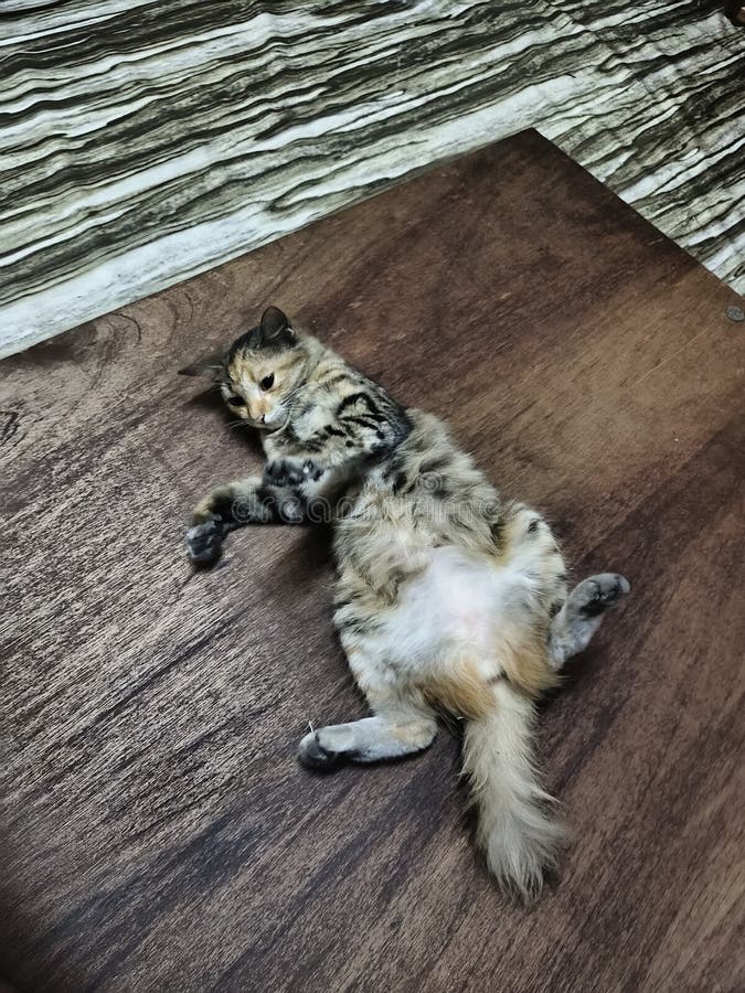 Cat cute nice epic bubby stock image. Image of bubby - 313566977