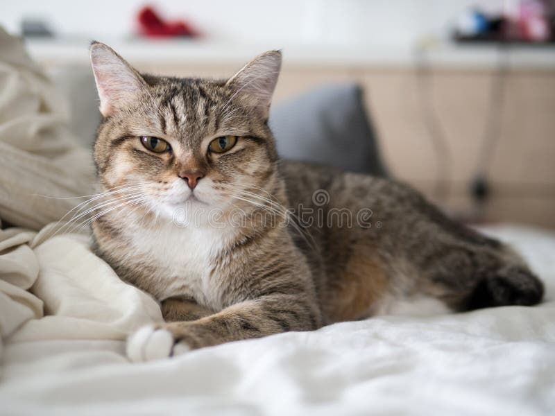 Cat cute sleep on bed stock photo. Image of hair, dream - 74940450