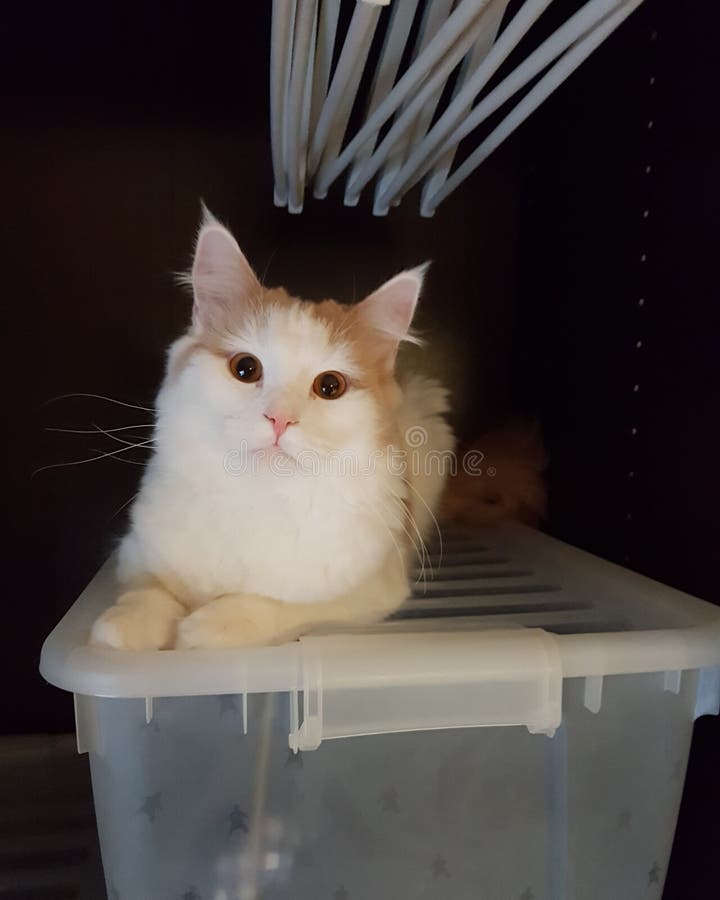 Cute Cat Marley Chilling On Her Tree Stock Image - Image of marley ...