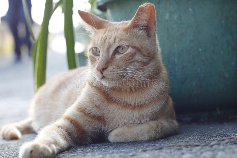 Cat stock photo. Image of fauna, burmese, taipei, asian - 62072324