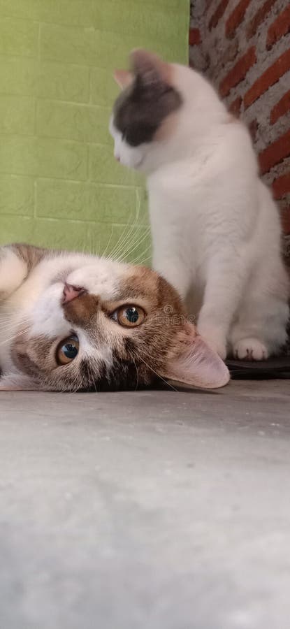 205 Cutte Princess Stock Photos - Free & Royalty-Free Stock Photos from ...