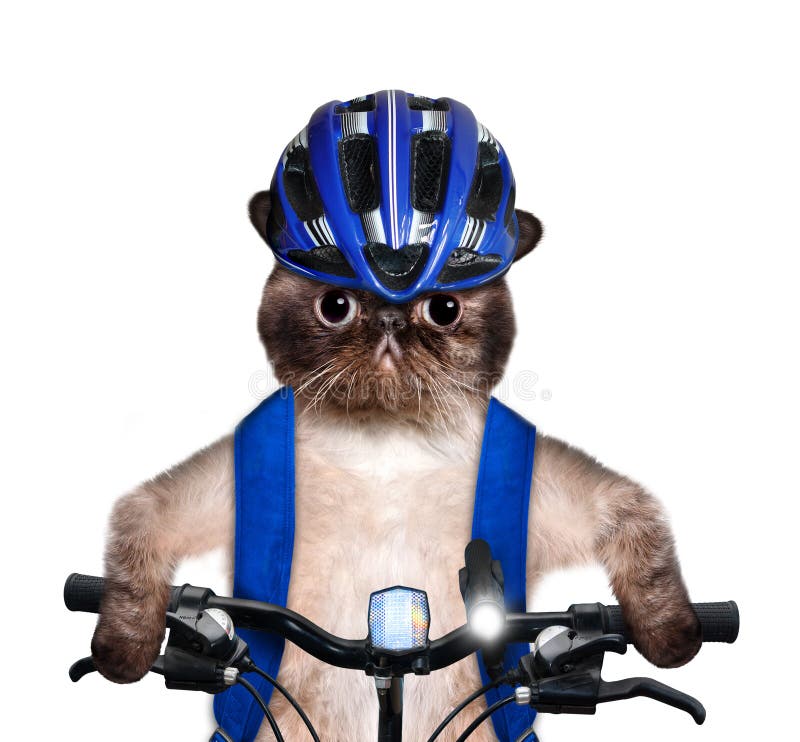 Cat cyclist. stock image. Image of sporty, route, wellness - 51332399