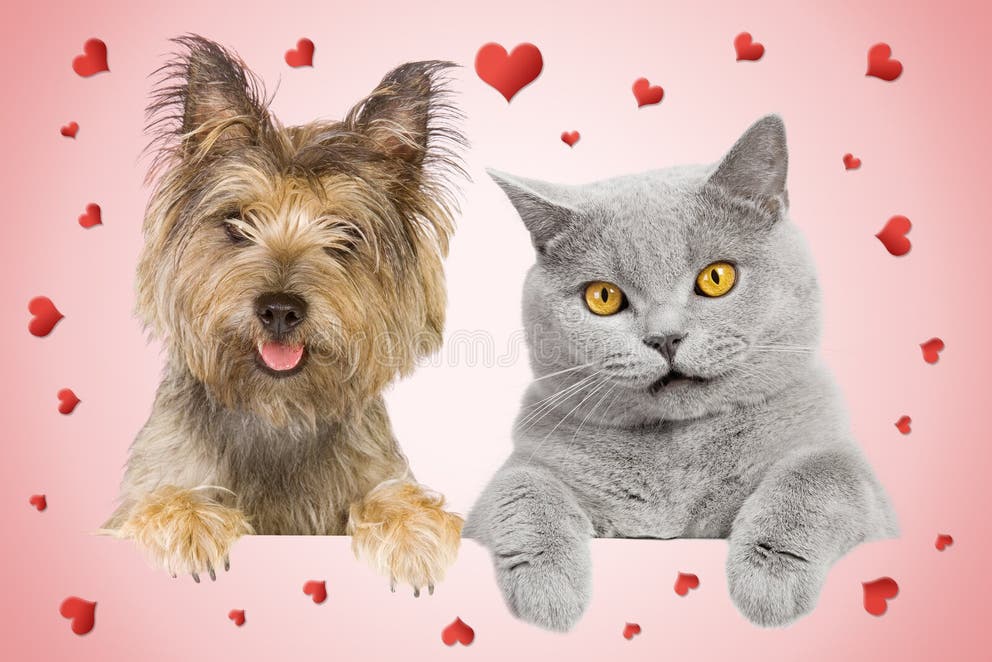 Cat and dag card stock photo. Image of pair, cairn, grey - 7513906