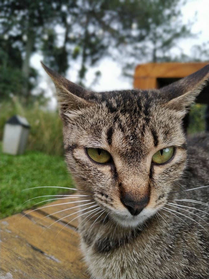 Cat in Dago Pakar Cafe& X27;s Bandung West Java Indonesia Stock Photo ...