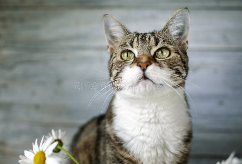 Cat and Daisy Flowers stock image. Image of eating, portrait - 43213929