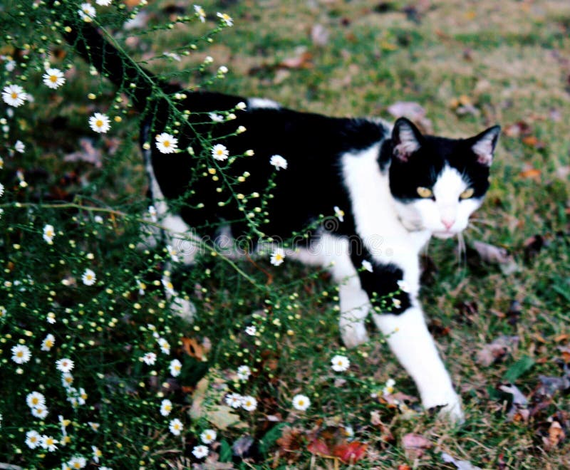 Cat and daisy flowers stock photo. Image of yard, summer - 142738720