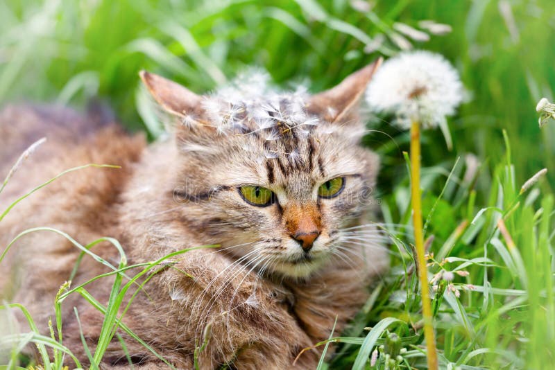 Cat on dandelion meadow stock image. Image of flower - 48497619