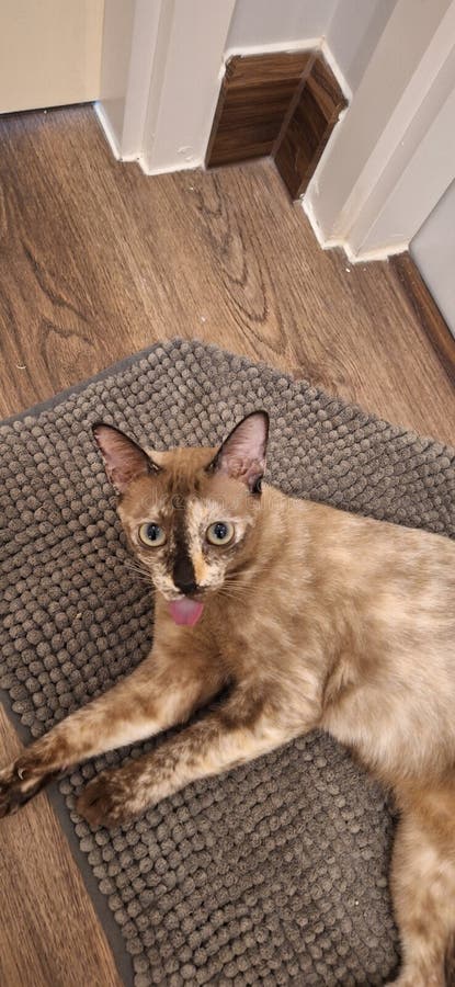 Cat dang stock image. Image of dawan, cute, dang - 339800181