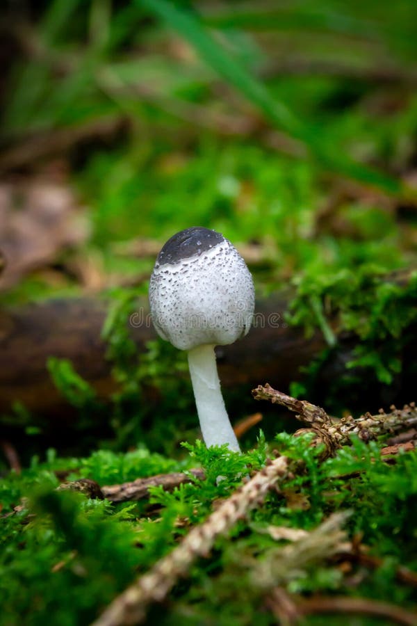 Cat Dapperling Mushroom stock photo. Image of plants - 230743042