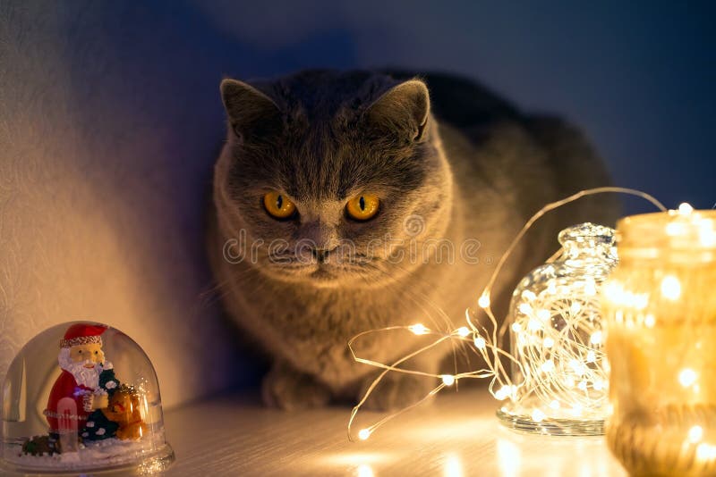 Cat in a Dark Room Next To Christmas Led Lights Stock Photo - Image of ...