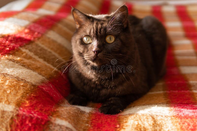 Cat Dark Wool Sits on the Couch with a Red Blanket Stock Image - Image ...