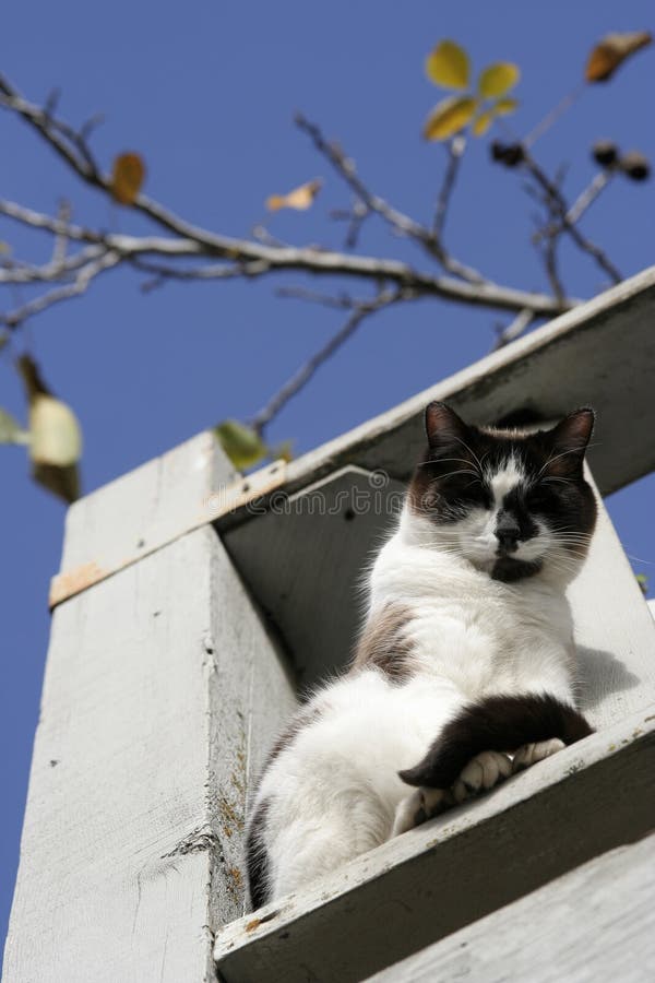 Cat On Deck Picture. Image: 1161425