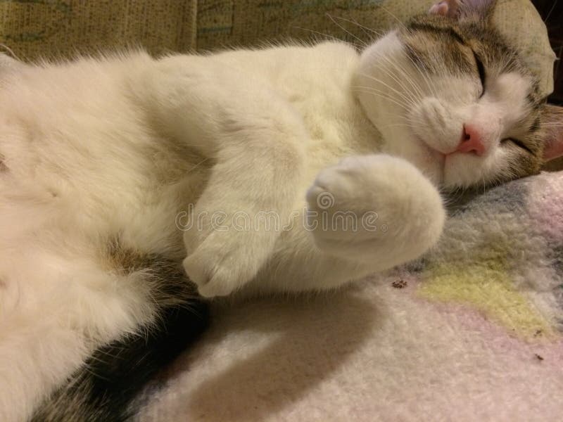 Cat at deep sleep mode stock photo. Image of deep, cute - 52500256