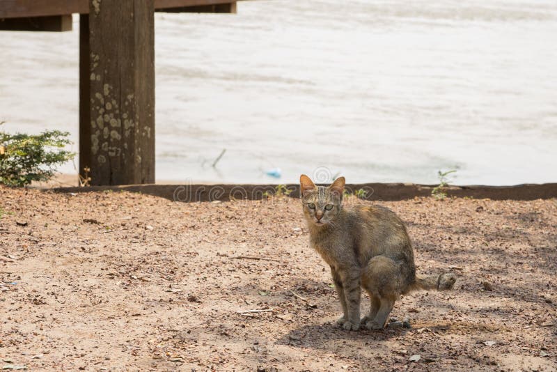 Cat Defecate stock photo. Image of water, kitty, river - 44520828