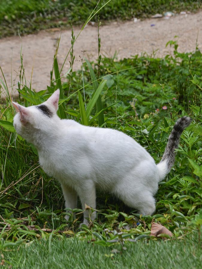 Cat defecating stock photo. Image of grass, green, defecating - 317633906