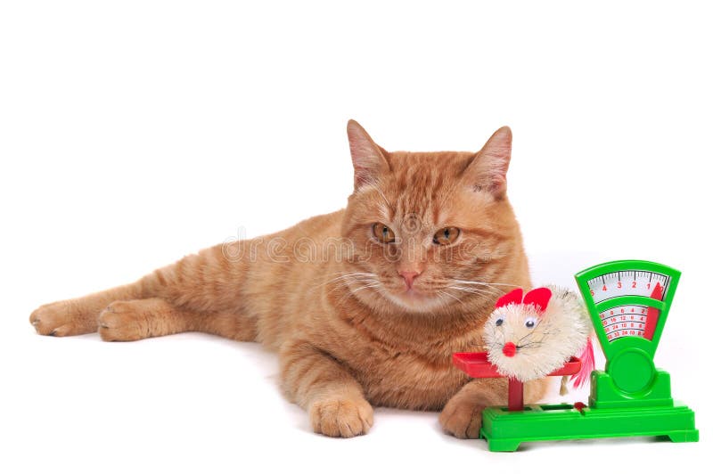 Cat in a Department Store stock image. Image of grocery - 17159463