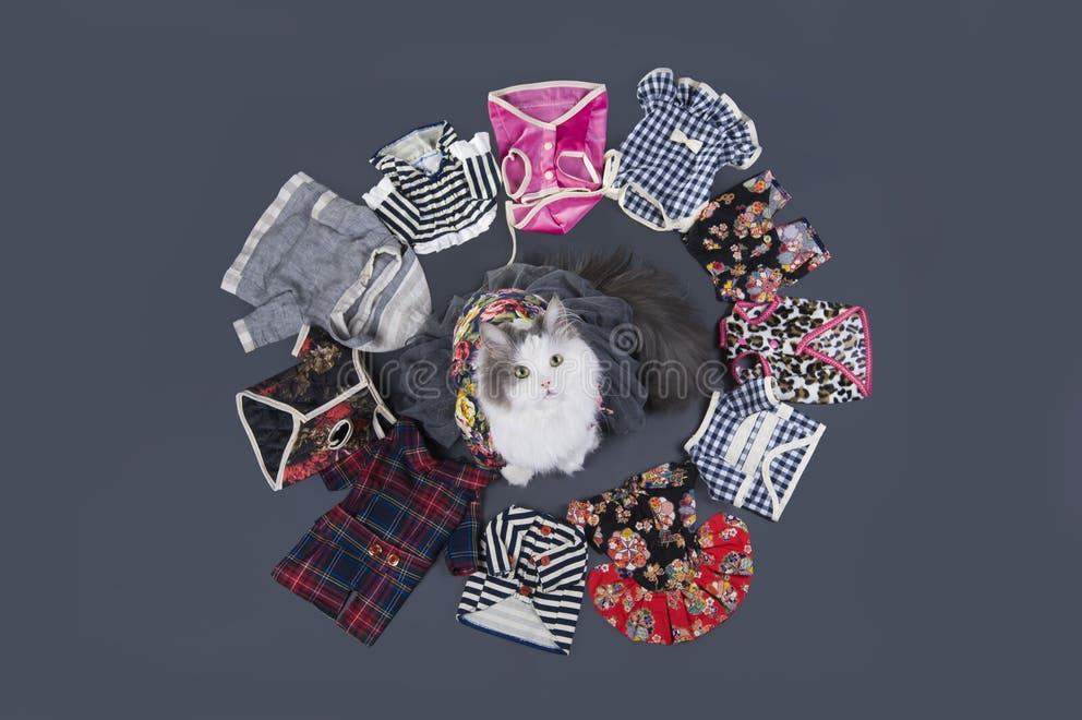 Cat-designer Presents His Collection of Clothes. Stock Photo - Image of ...