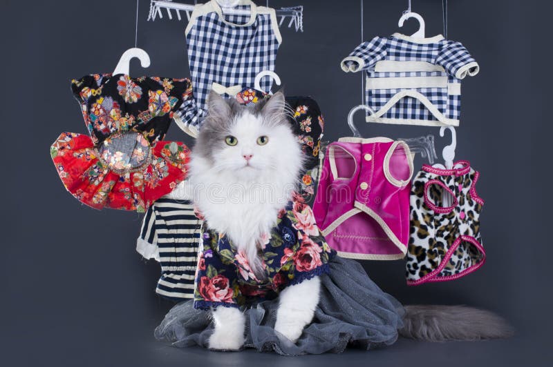 Cat-designer Presents His Collection of Clothes Stock Image - Image of ...
