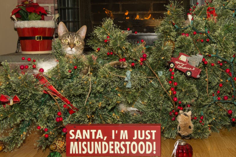 Cat Destroys Christmas stock photo. Image of friendly - 65994376