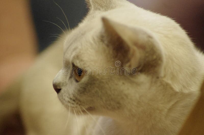 Cat in detail stock photo. Image of home, sepia, fauna - 170184552