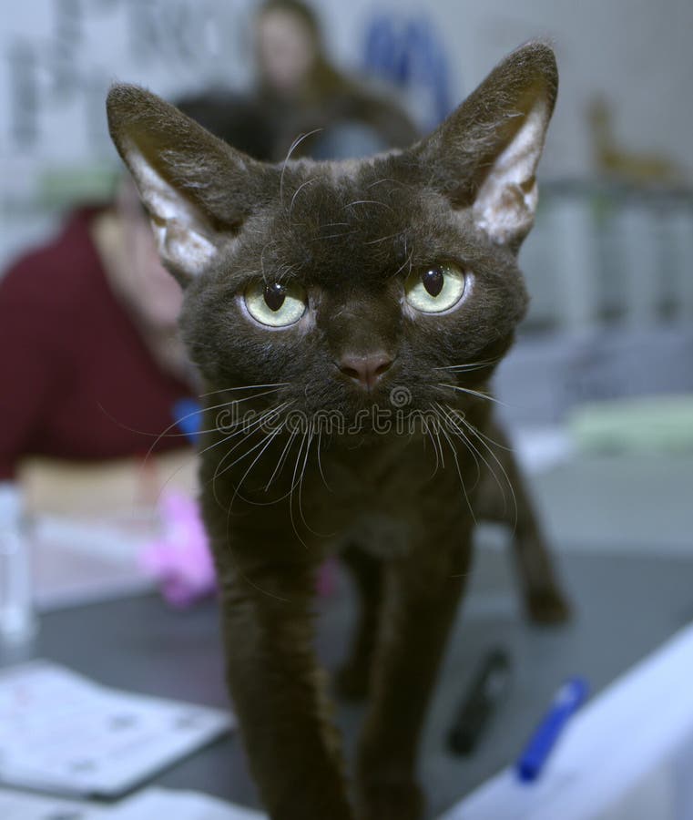 Cat of Devon Rex Breed Standing on a Judge Table during Cat Show Stock ...