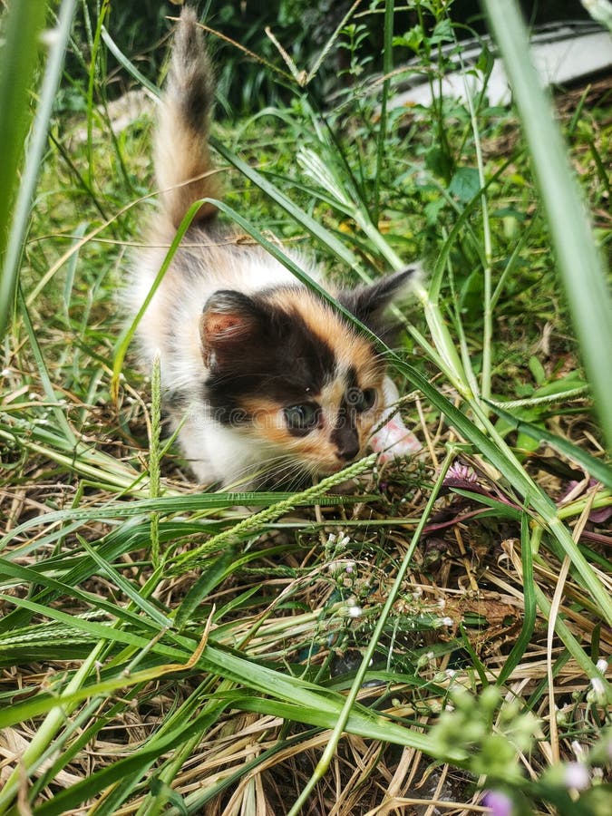 A Cat with 3 Different Color Patterns on Its Fur Stock Image - Image of ...