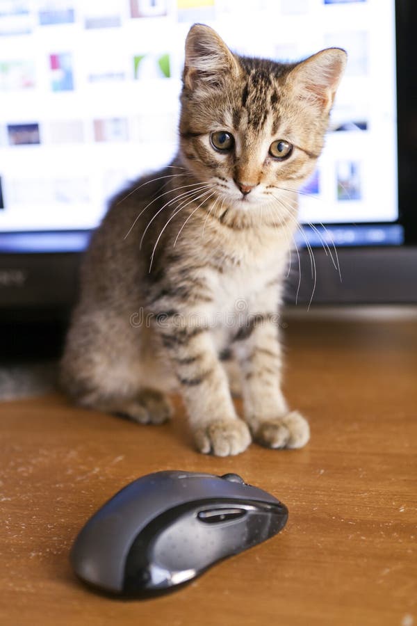 Cat with Display stock photo. Image of desk, monitor - 25810862