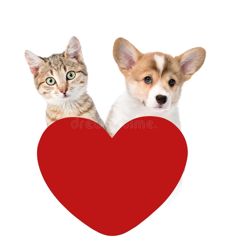 Cat and dog heart logo stock vector. Illustration of computer - 52474173