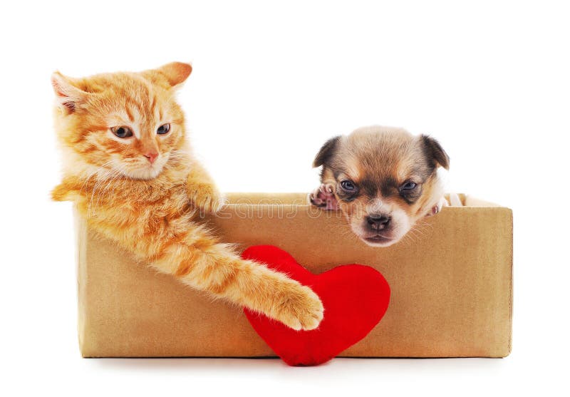 Cat And Dog In The Box With A Toy Heart Stock Photo - Image of isolated ...