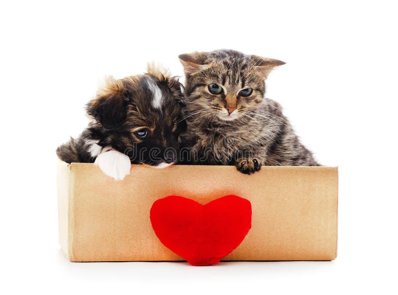 Cat and Dog in the Box with a Toy Heart Stock Image - Image of friend ...