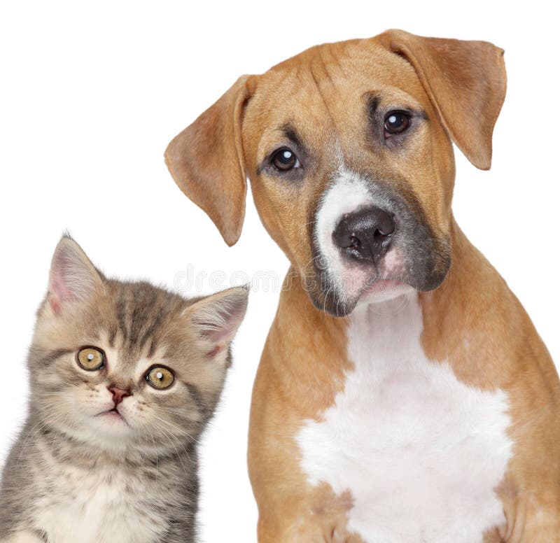 Dog and cat looking up stock photo. Image of mixed, pets - 5596458