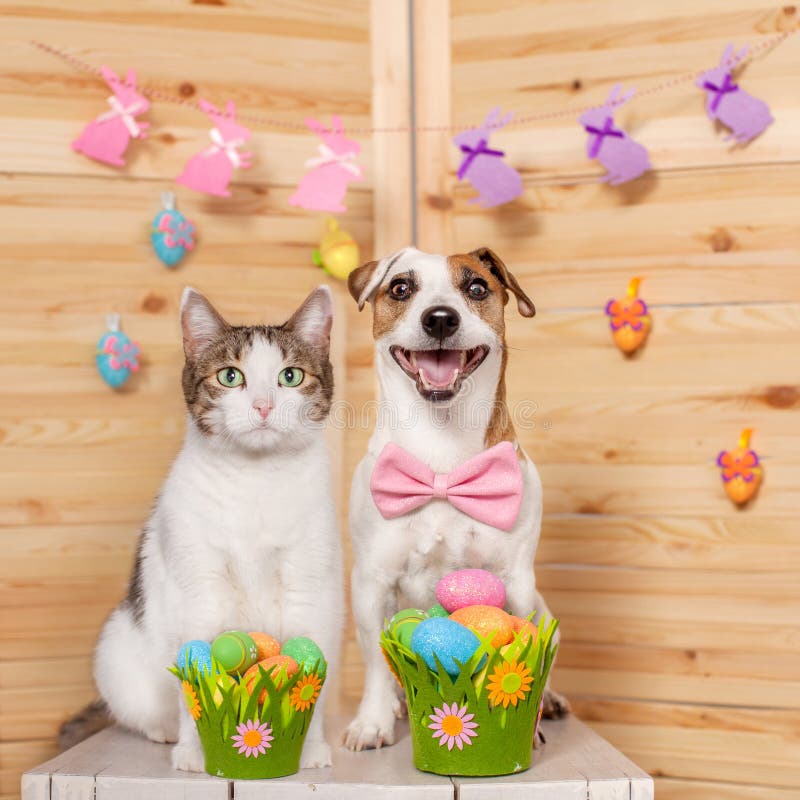 Happy Easter Dog and Cat Over White Banner Stock Photo - Image of joke ...