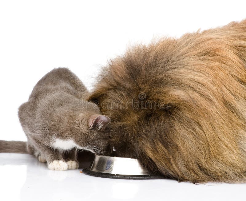 Cat and Dog Eating Together. Stock Photo - Image of kitten, background ...