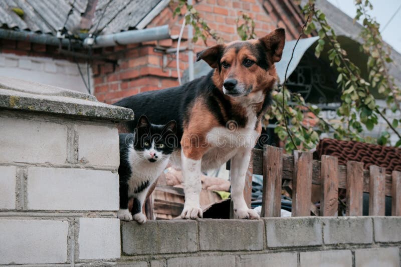 Dog guarding the house stock image. Image of color, lawn - 80085