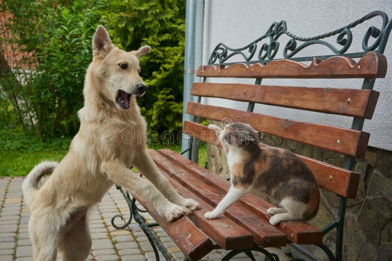 Cat and Dog Fighting Each Other, a Cat on a Bench and a Dog Attacks, a ...