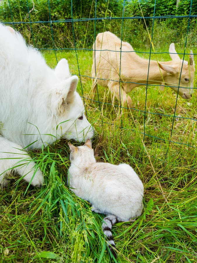 Cat dog and goat stock image. Image of mammal, goats - 193292823