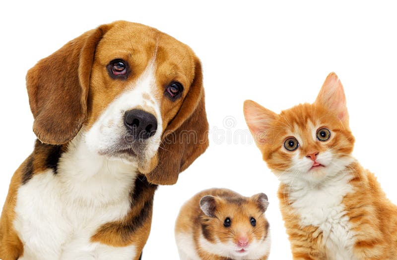 Cat and dog and hamster stock photo. Image of mammal - 114280754